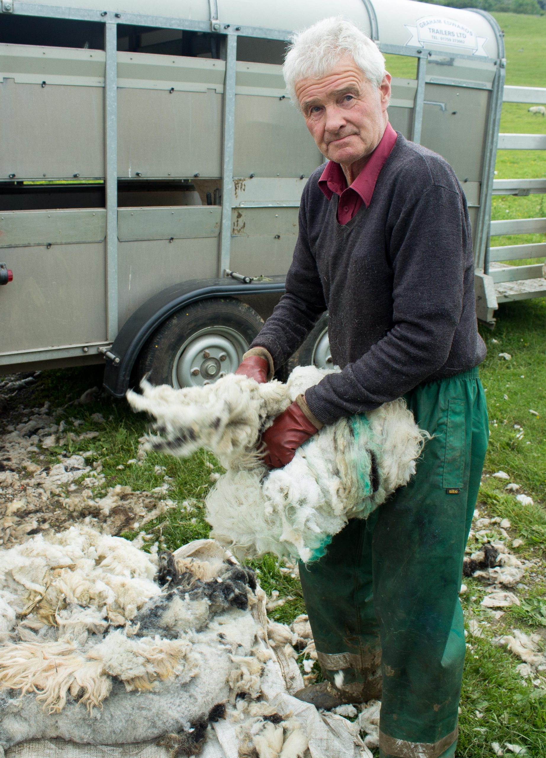 William Whitacker snr., Chapel-le-Dale, clipping sheep - Yorkshire ...