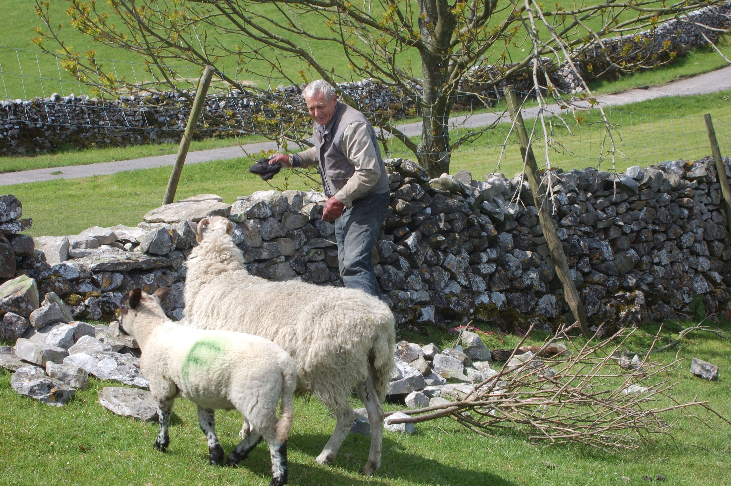 Skippy, late of Horton-in-Ribblesdale - Yorkshire Dales Community Archives