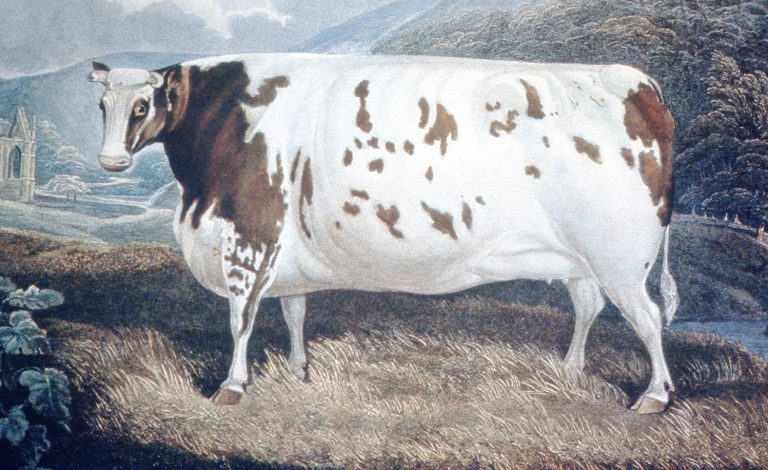 The Craven Heifer - Yorkshire Dales Community Archives