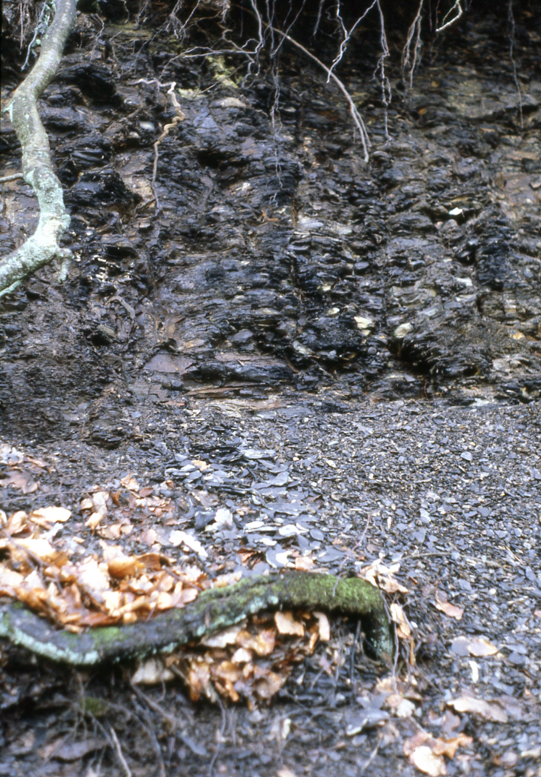 Slipped shale of the Bowland Shale Formation i - Yorkshire Dales ...
